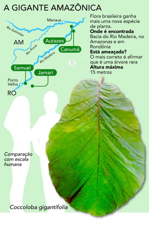 Árvore com maior folha do mundo tem nome científico registrado - #Colabora