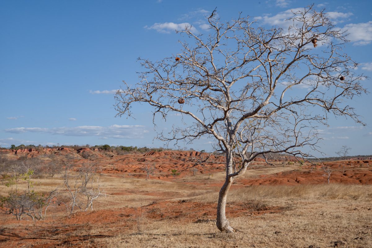 E o homem criou um deserto no Cerrado