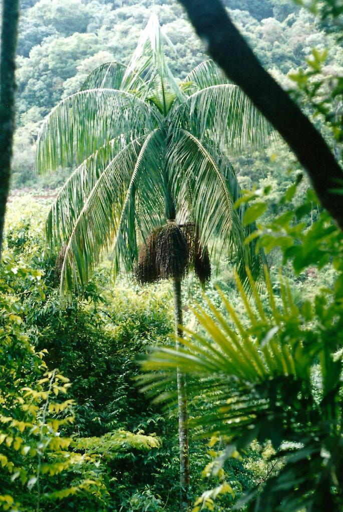 Juçara: extração responsável ajuda a manter palmeiras em pé e conserva ...