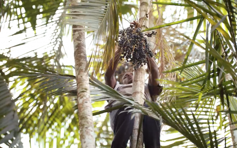 Juçara: extração responsável ajuda a manter palmeiras em pé e conserva ...