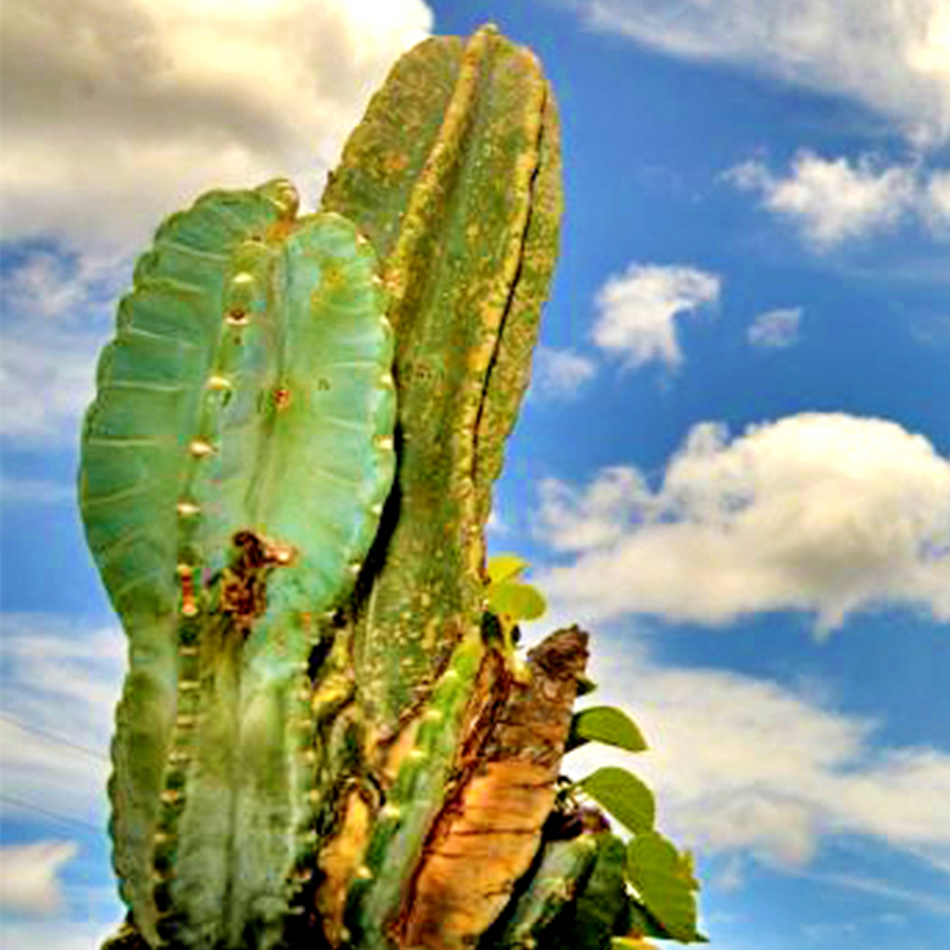 O que você sabe sobre o Semiárido?