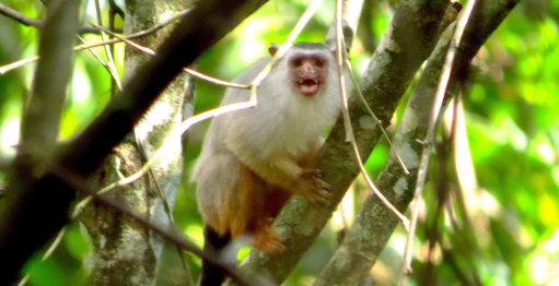 Pesquisadores descobrem nova espécie de sagui na Amazônia