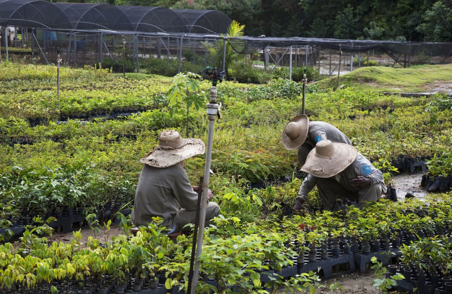 Instituto Terra: apoio para recuperar nascentes e enriquecer biodiversidade