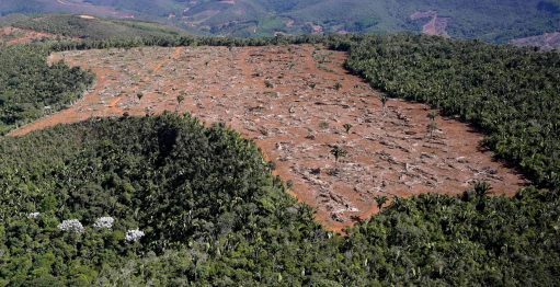 Biomas desprotegidos: aprovada redução da proteção à vegetação nativa